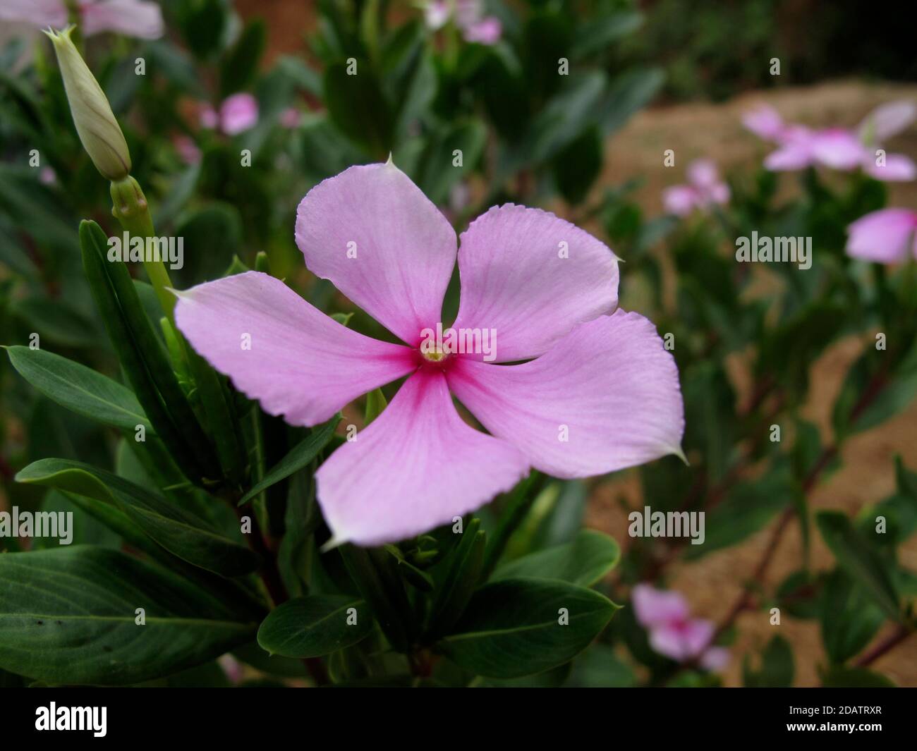 Madagascar periwinkle growing wild in Madagascar, alkaloids first ...