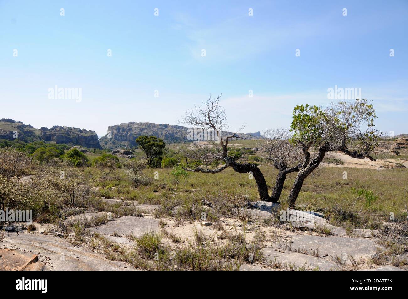 Sparse trees hi-res stock photography and images - Alamy