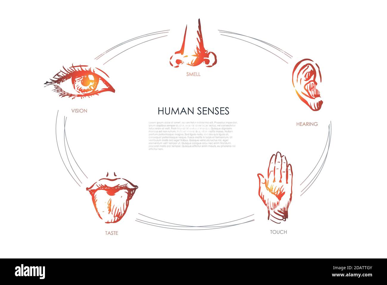 Five touch sight hearing smell Cut Out Stock Images & Pictures - Alamy