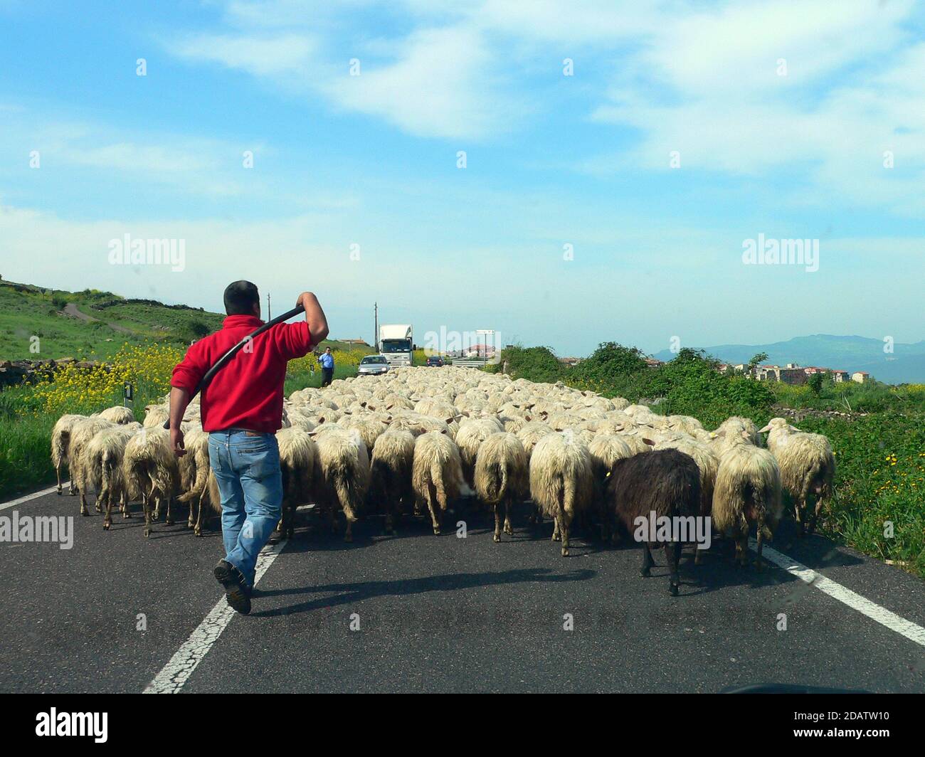 Sheep breeding in Sardinia Stock Photo - Alamy