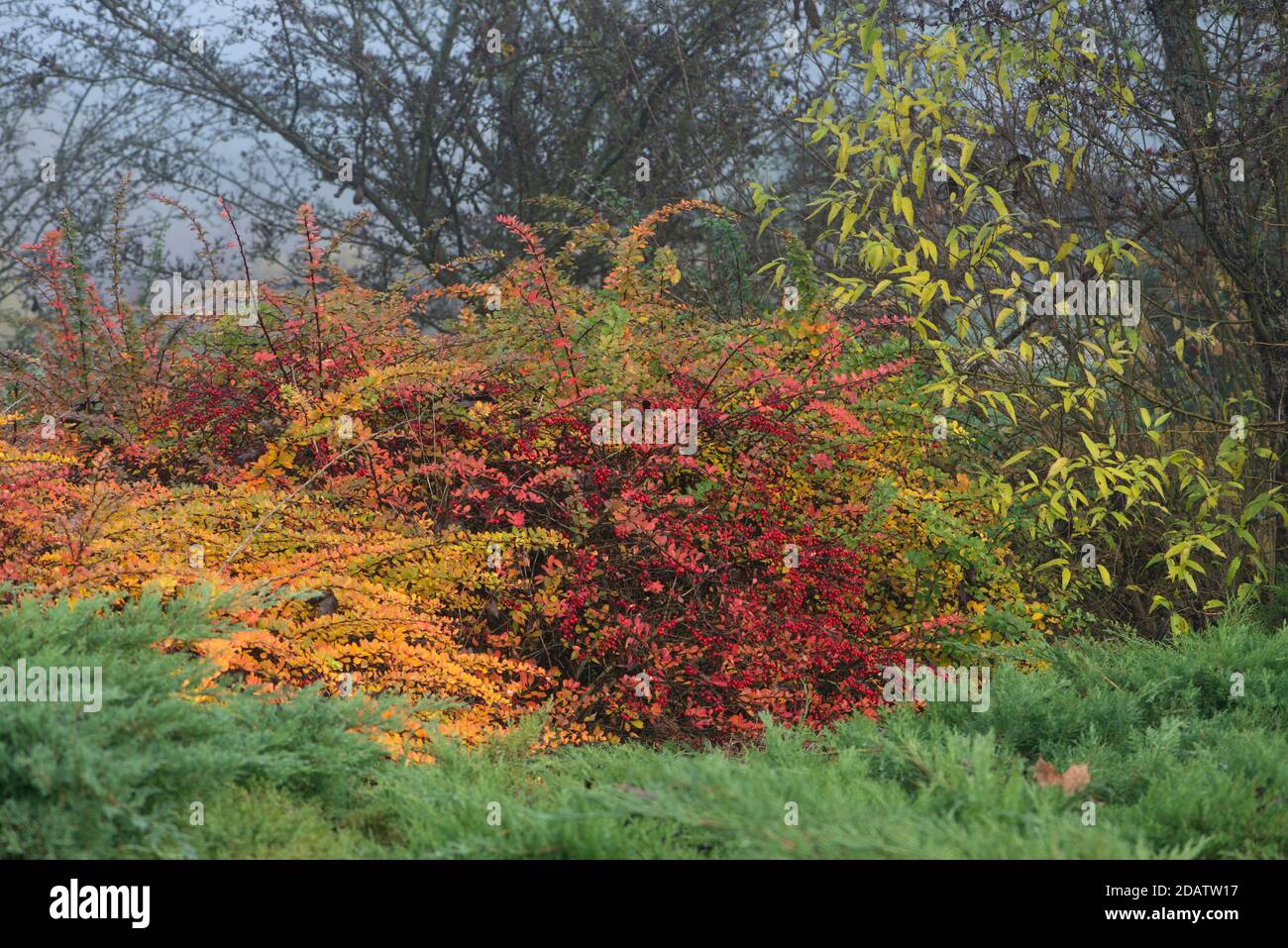 Colorful Berberis vulgaris bushes, also known as common barberry ...