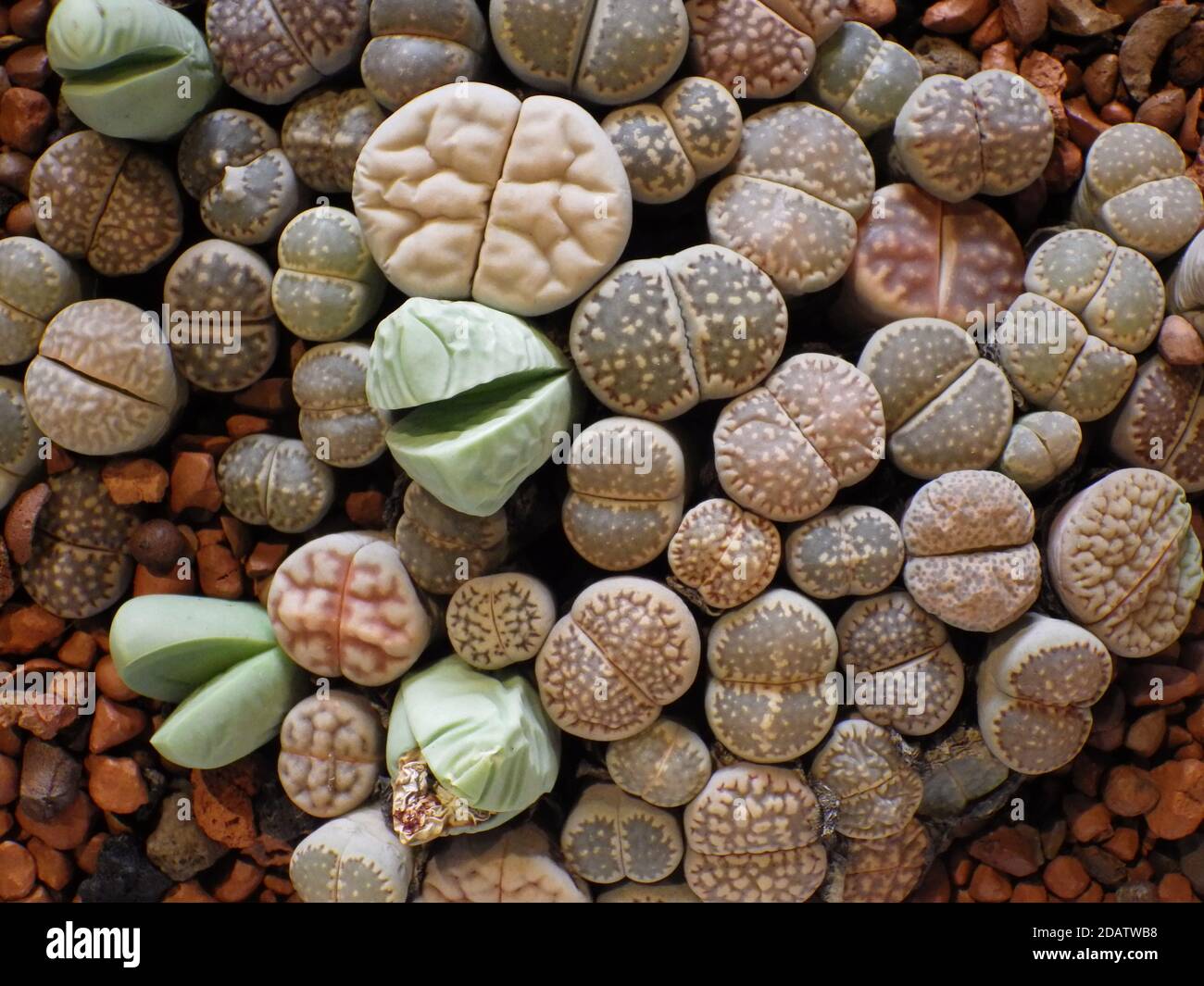 Top view of colorful and unique lithops Stock Photo - Alamy