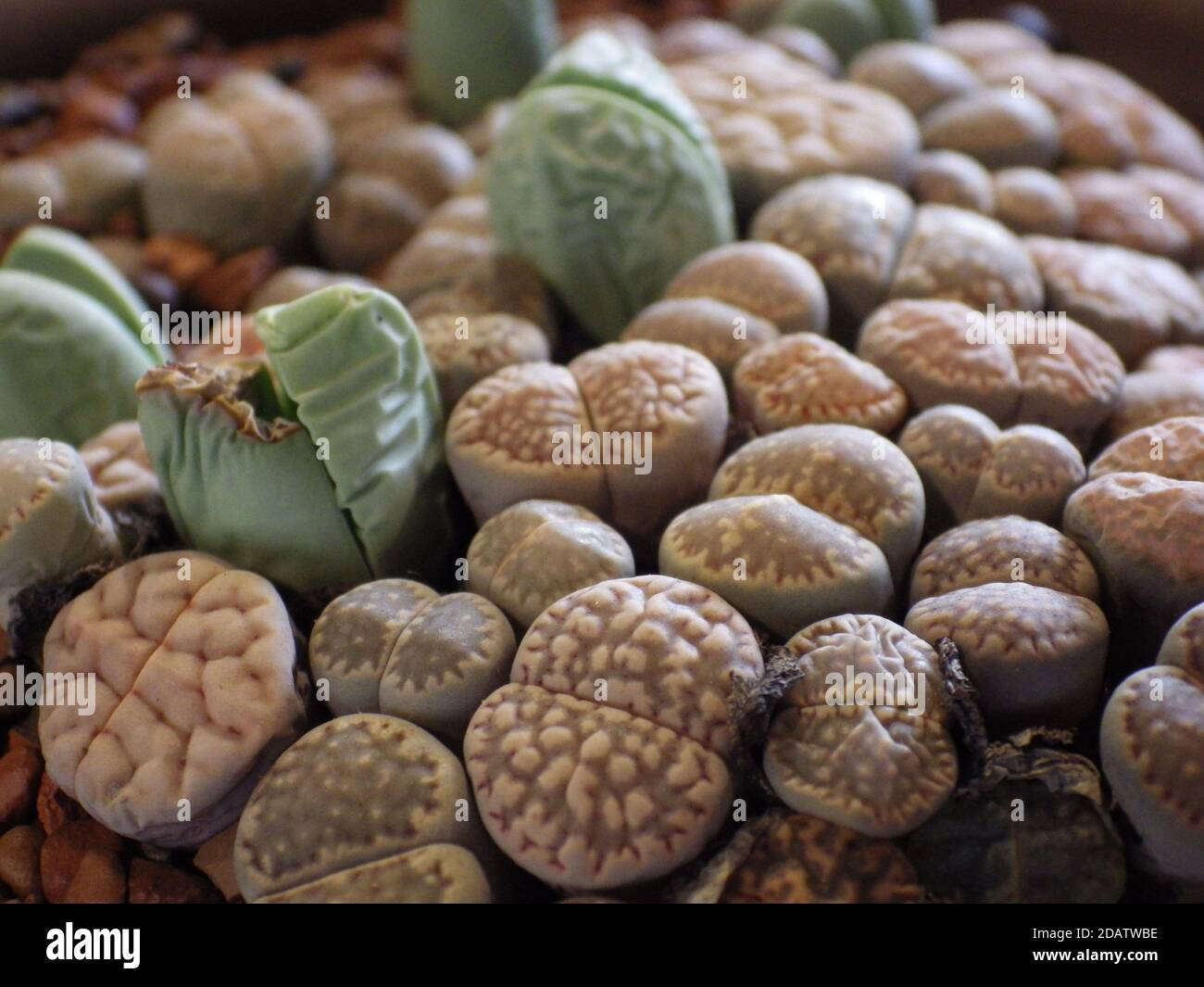 Shot of colorful and unique lithops Stock Photo - Alamy