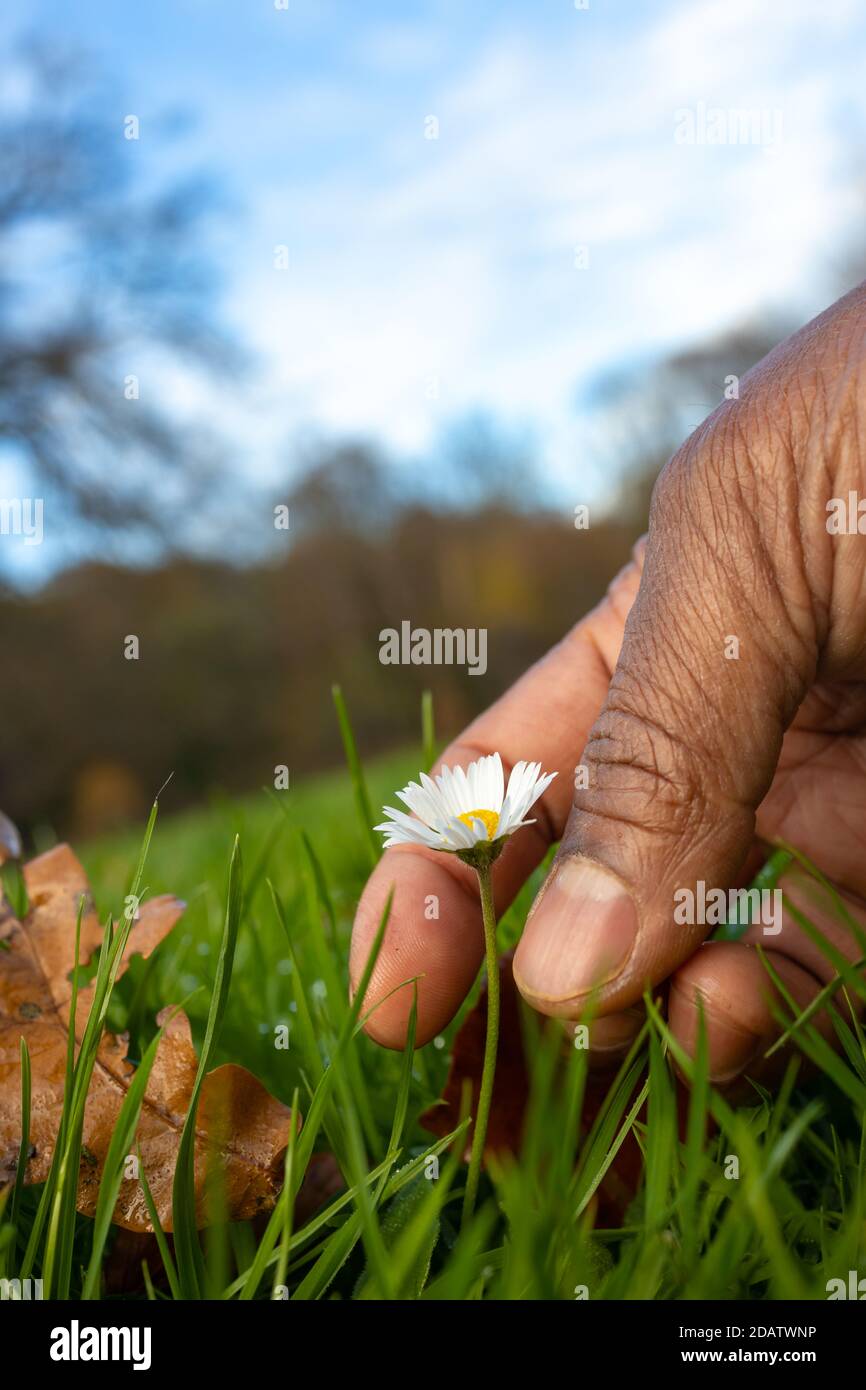 farmers human hand flower plucking grass image Stock Photo - Alamy