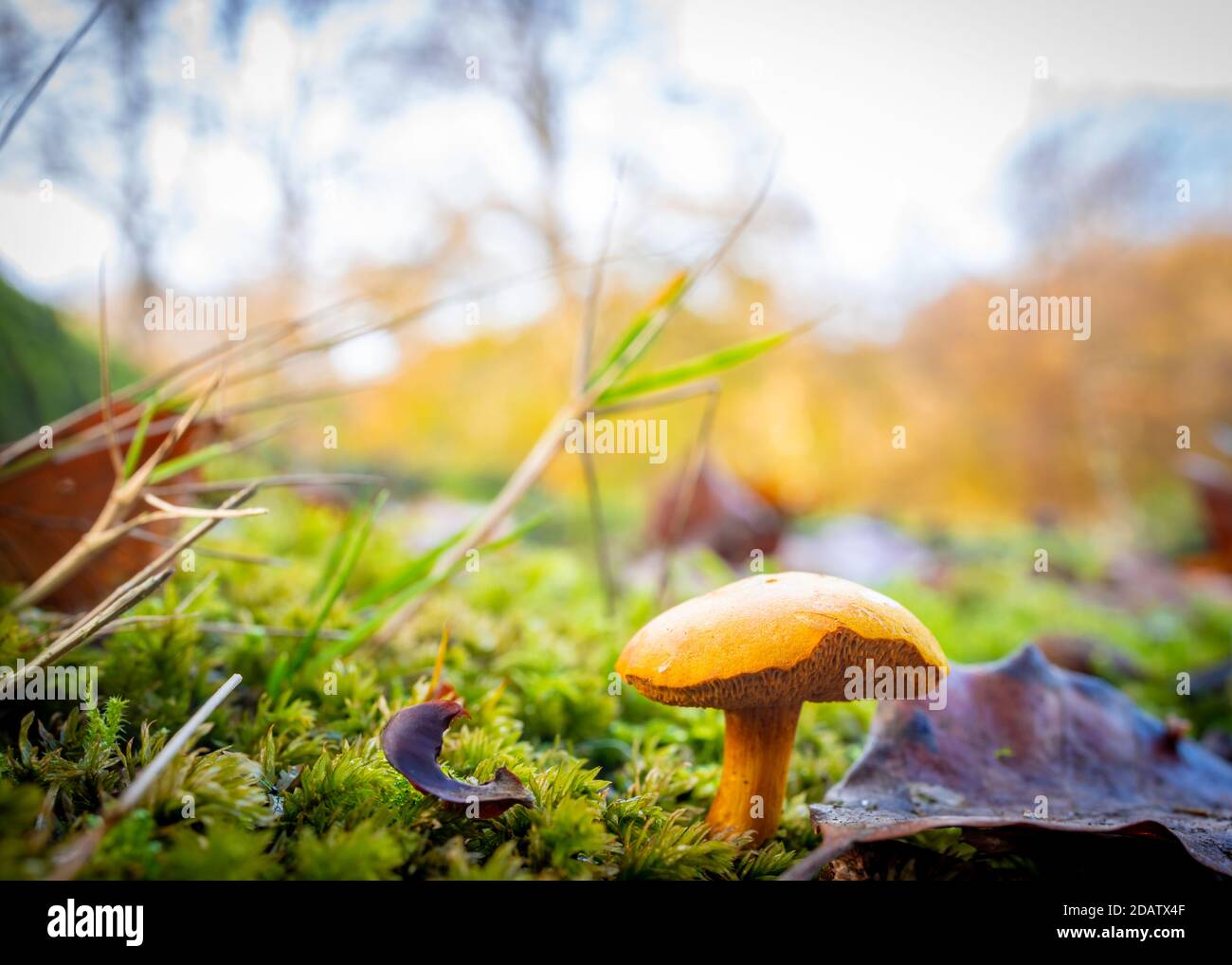 wild mushrooms of the autumn fall season macro photography Stock Photo ...