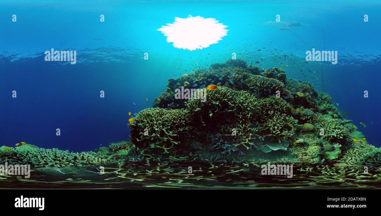 The underwater world of coral reef with fishes at diving. Coral garden ...