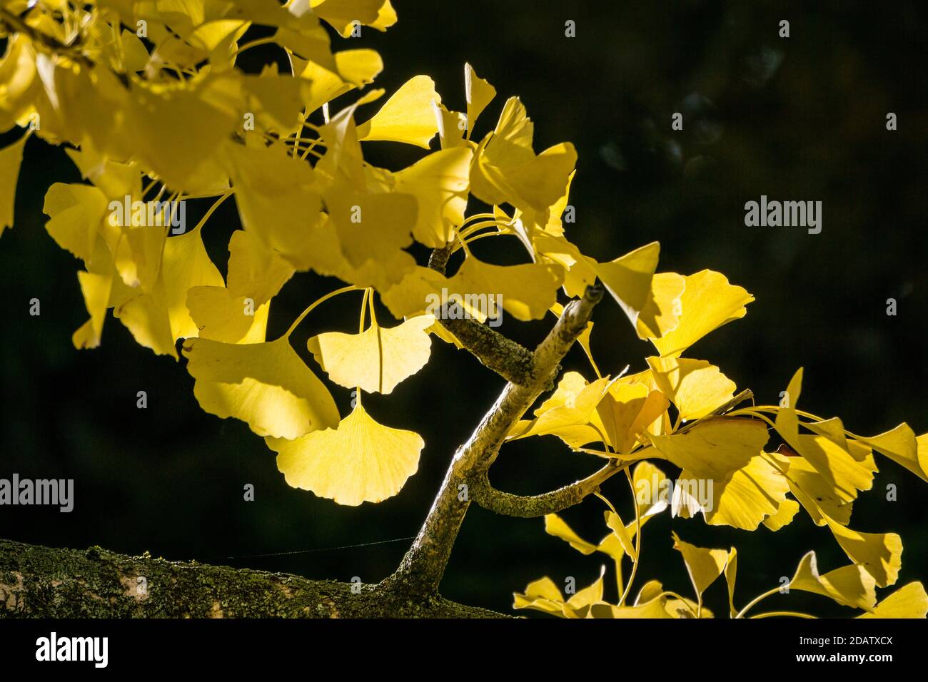 Bright yellow leaves of a Ginkgo biloba tree in the autumn sunshine ...