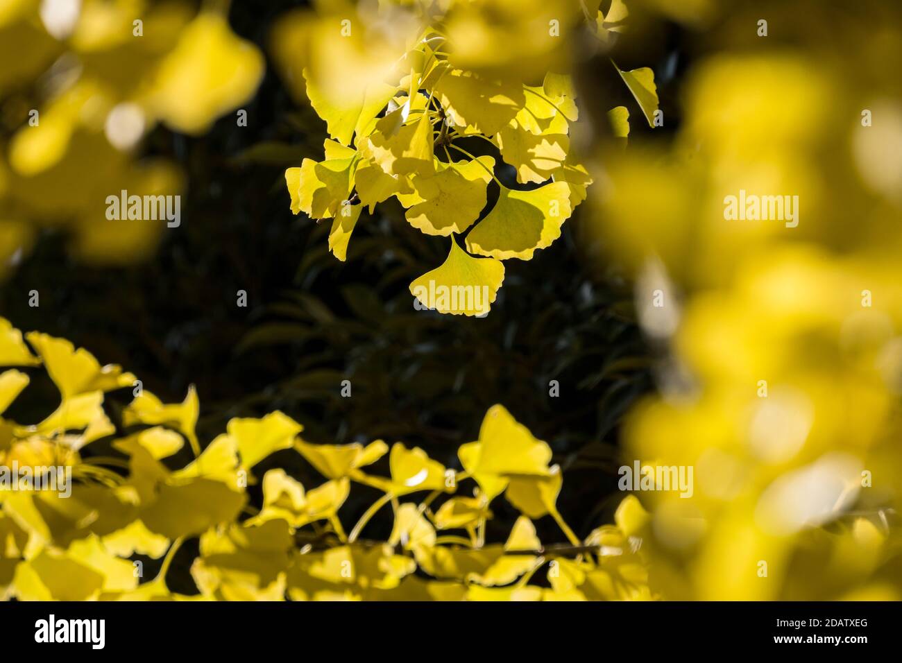 Ginkgo Biloba Tree High Resolution Stock Photography and Images - Alamy