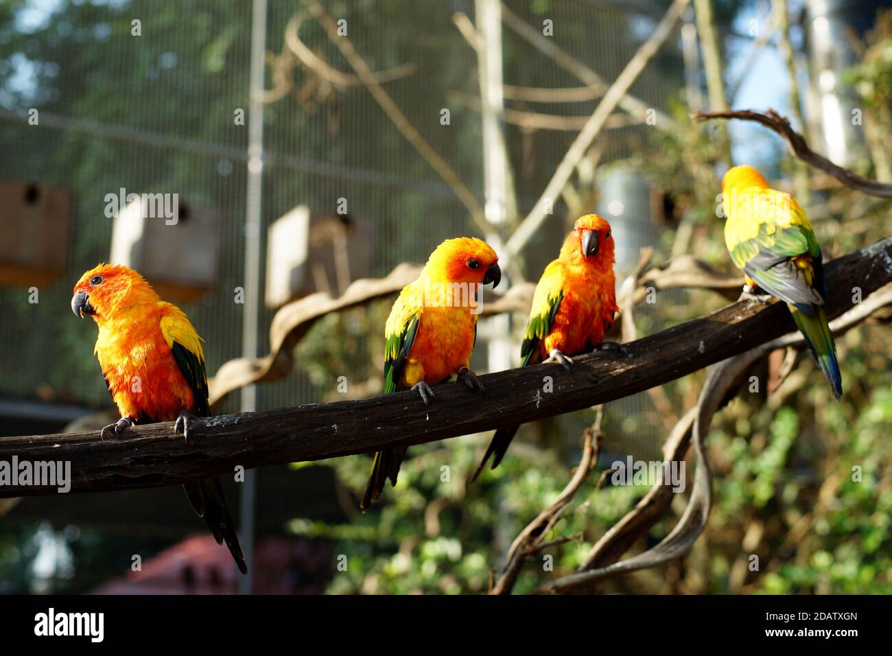 pile of yellow parrot bird in the zoo Stock Photo - Alamy