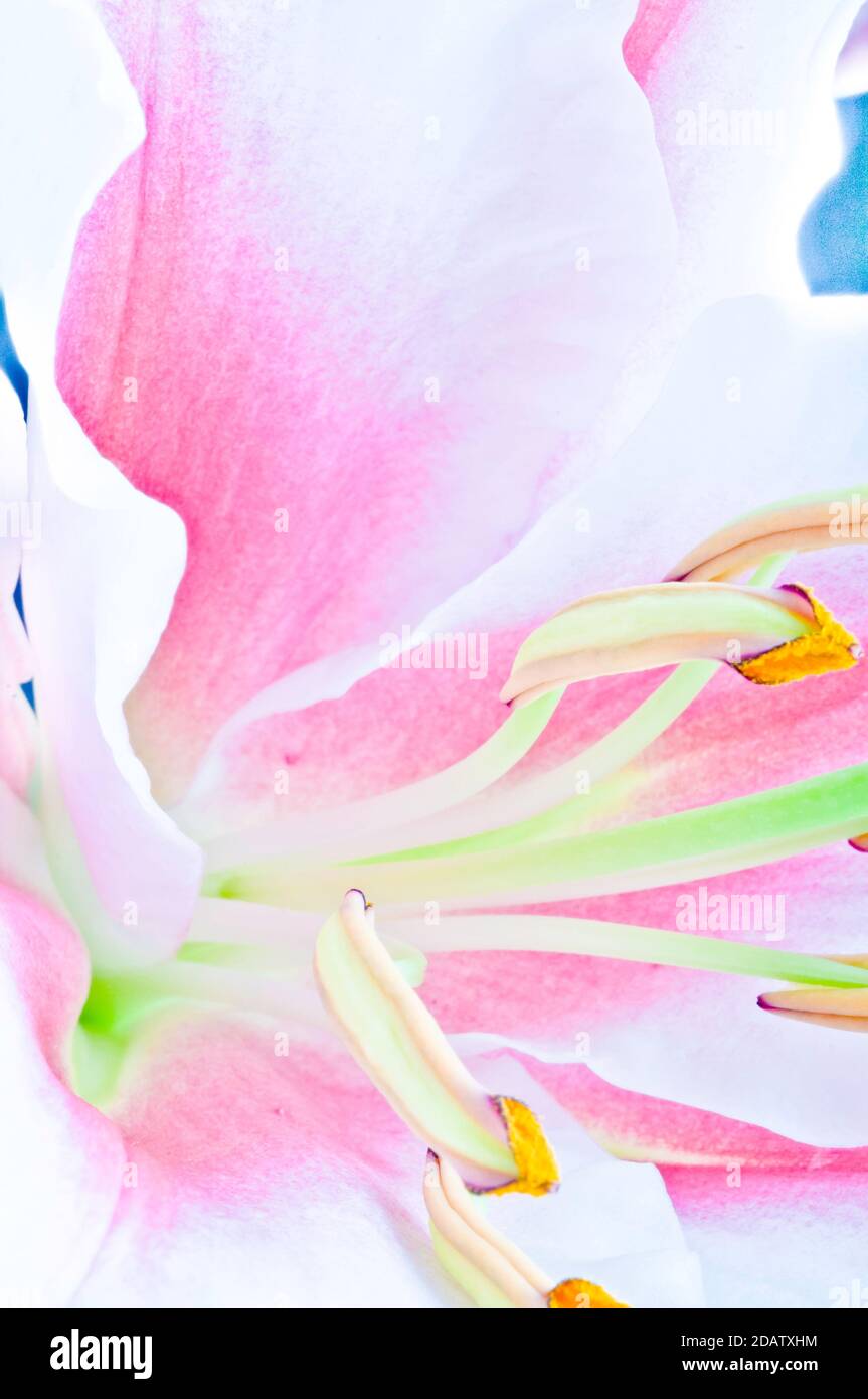 macro of a pink Lily flower, artistic abstract wall art Stock Photo - Alamy