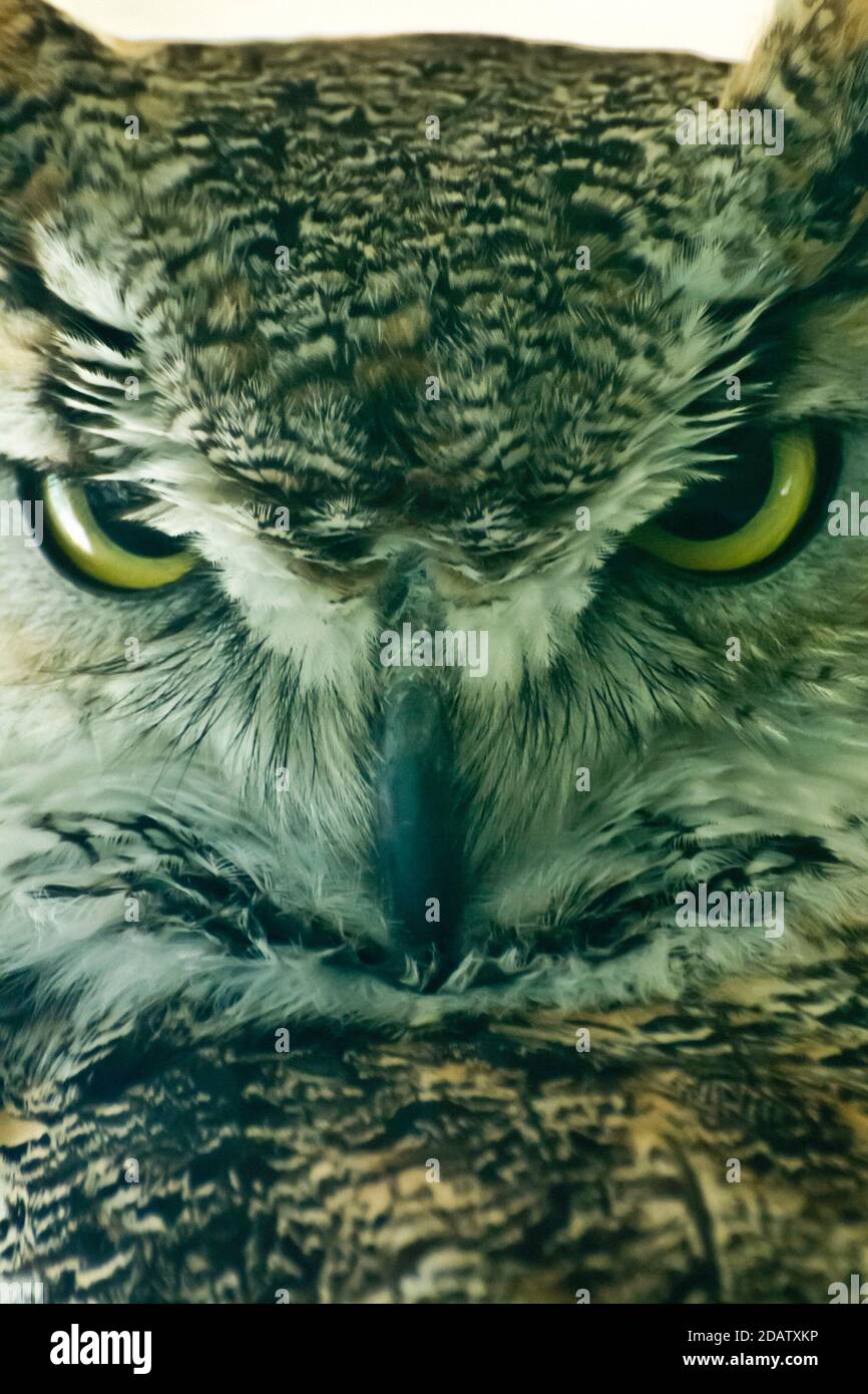 Buffy fish owl ketupa ketupu malay fish owl hi-res stock photography ...