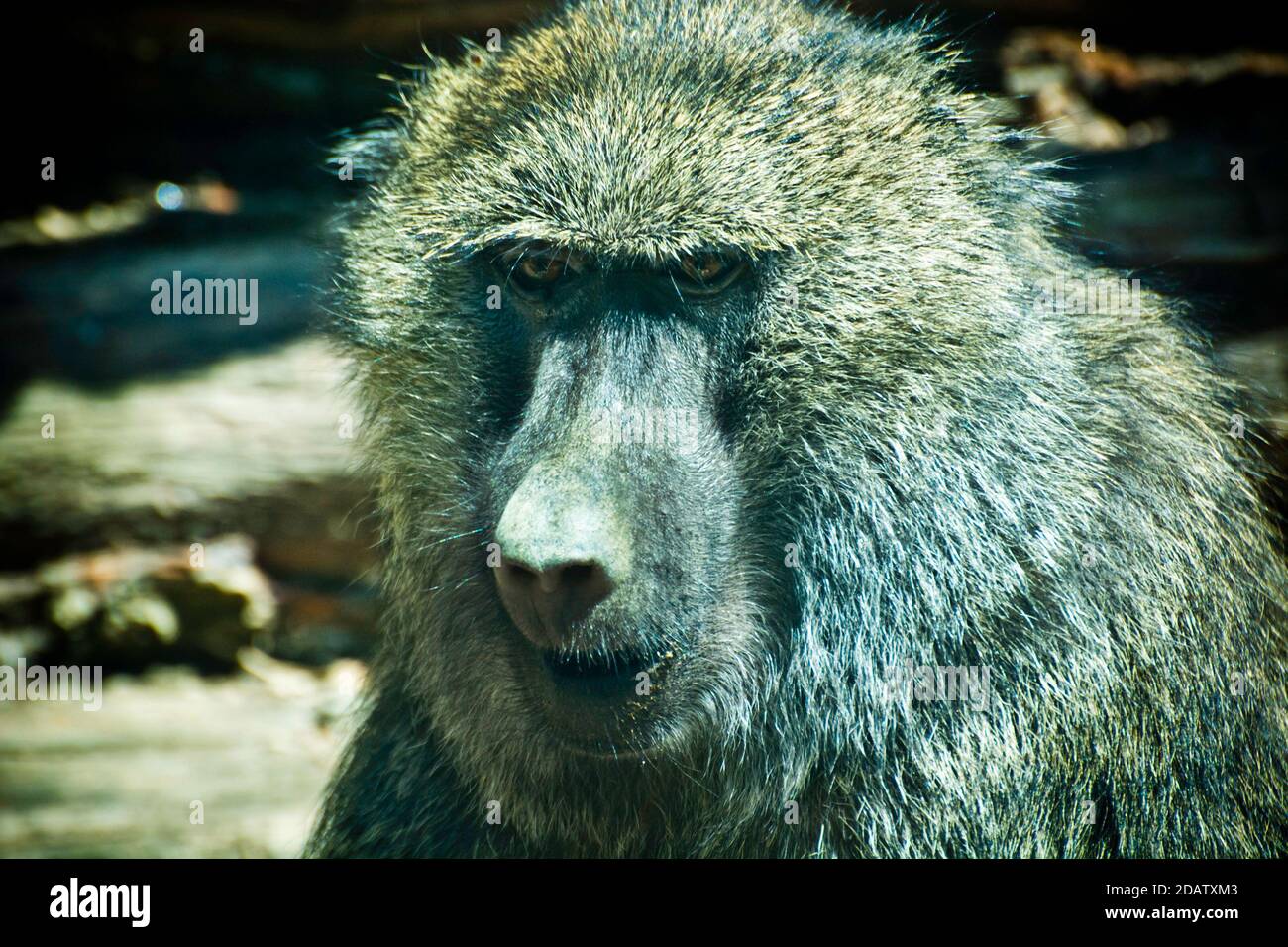 Baboon monkey portrait, in captivity Stock Photo - Alamy