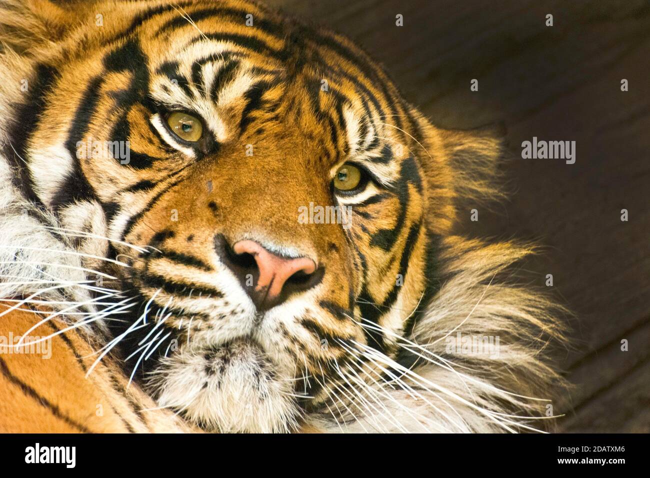 Sumatran tiger face hi-res stock photography and images - Alamy