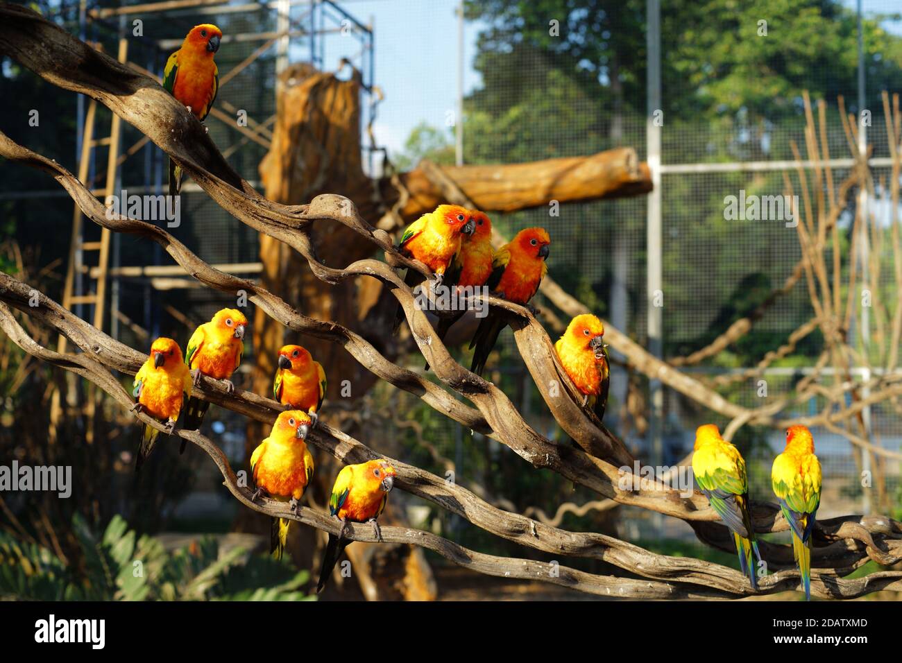 pile of yellow parrot bird in the zoo Stock Photo - Alamy