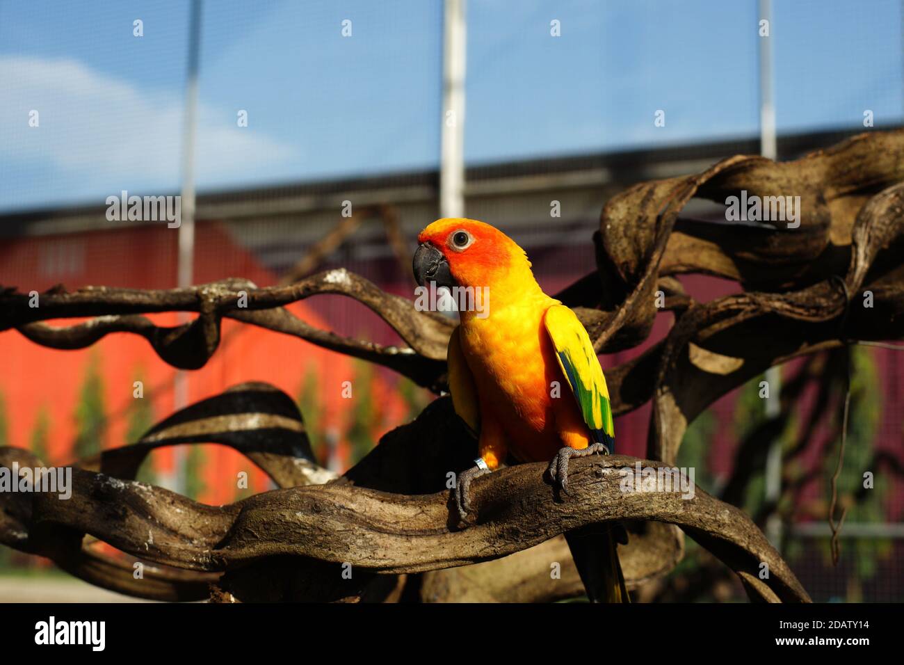 pile of yellow parrot bird in the zoo Stock Photo - Alamy