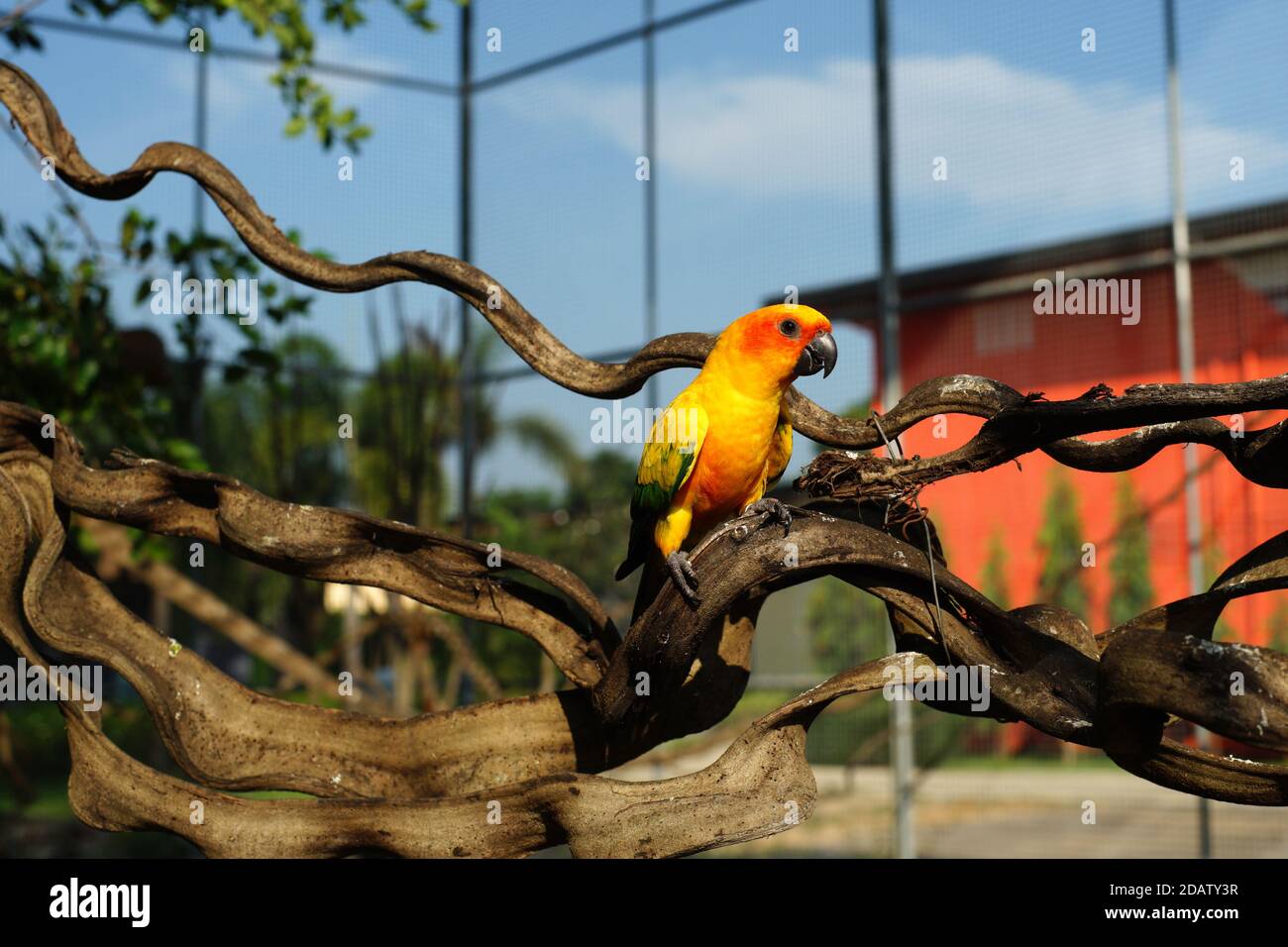 pile of yellow parrot bird in the zoo Stock Photo - Alamy