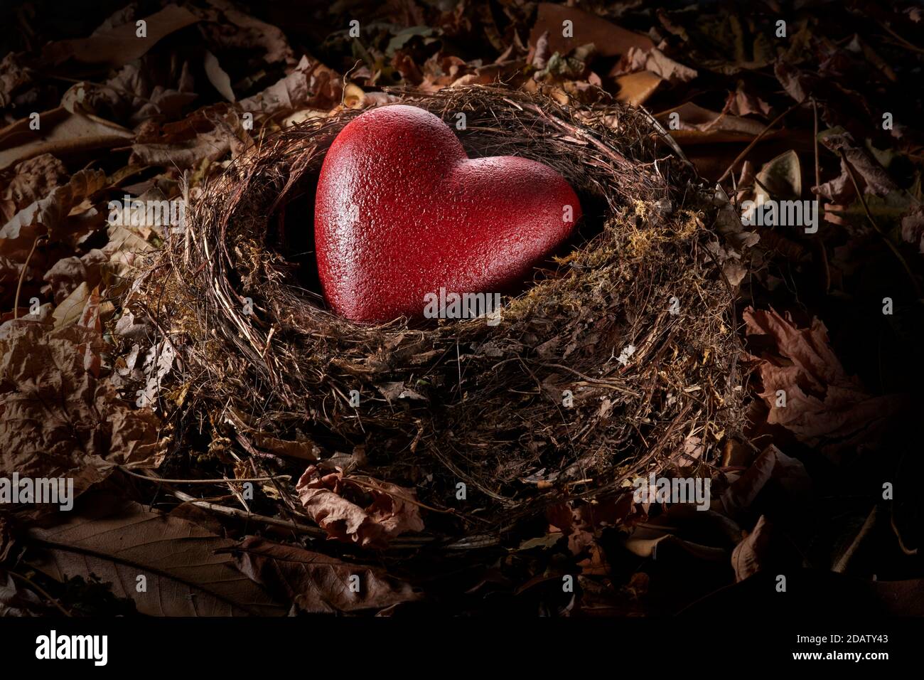 A red heart was born in a nest Stock Photo - Alamy