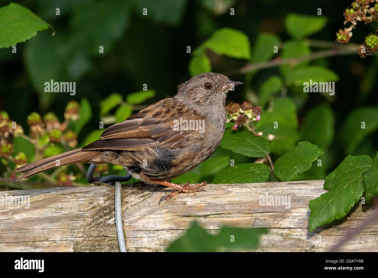 Dunnock passerine bird hi-res stock photography and images - Alamy