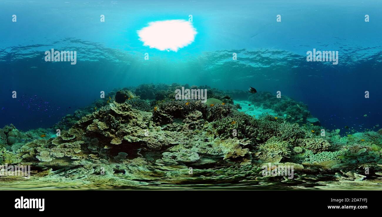 Sealife, Diving near a coral reef. Beautiful colorful tropical fish on ...