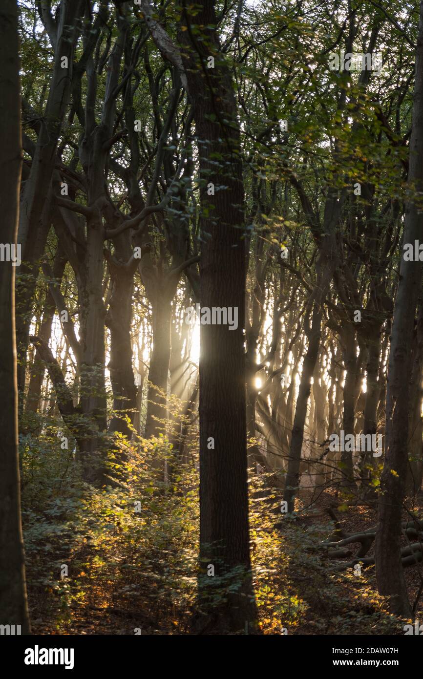 Forest path with sun rays hi-res stock photography and images - Alamy