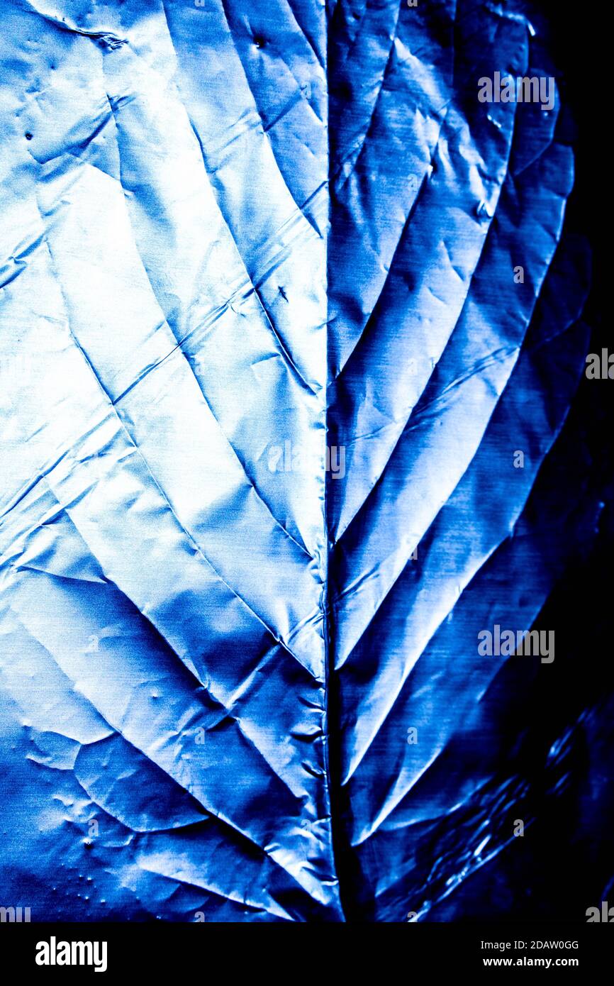 A Holographic Foil Leaf and Leaves with Veins Texture Shiny Pattern ...