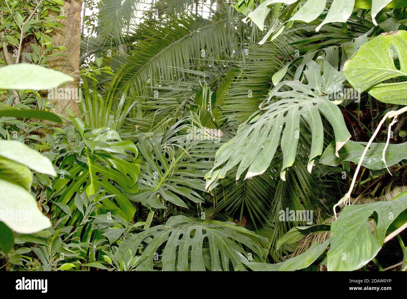 Beautiful plants in botanical garden hi-res stock photography and ...