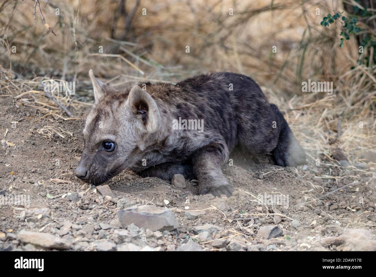 Hyena and her cubs Stock Photo - Alamy