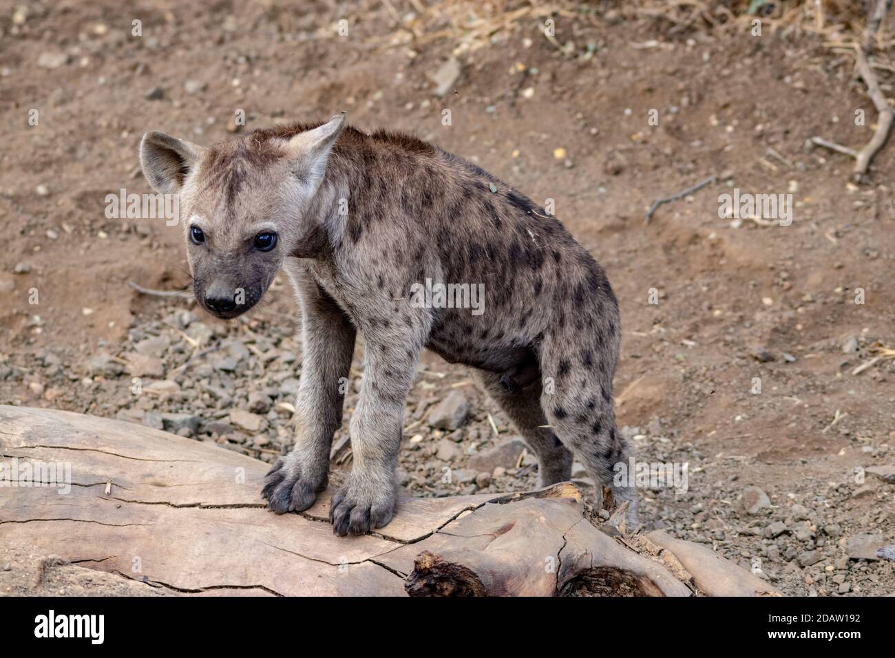 Hyena and her cubs Stock Photo - Alamy