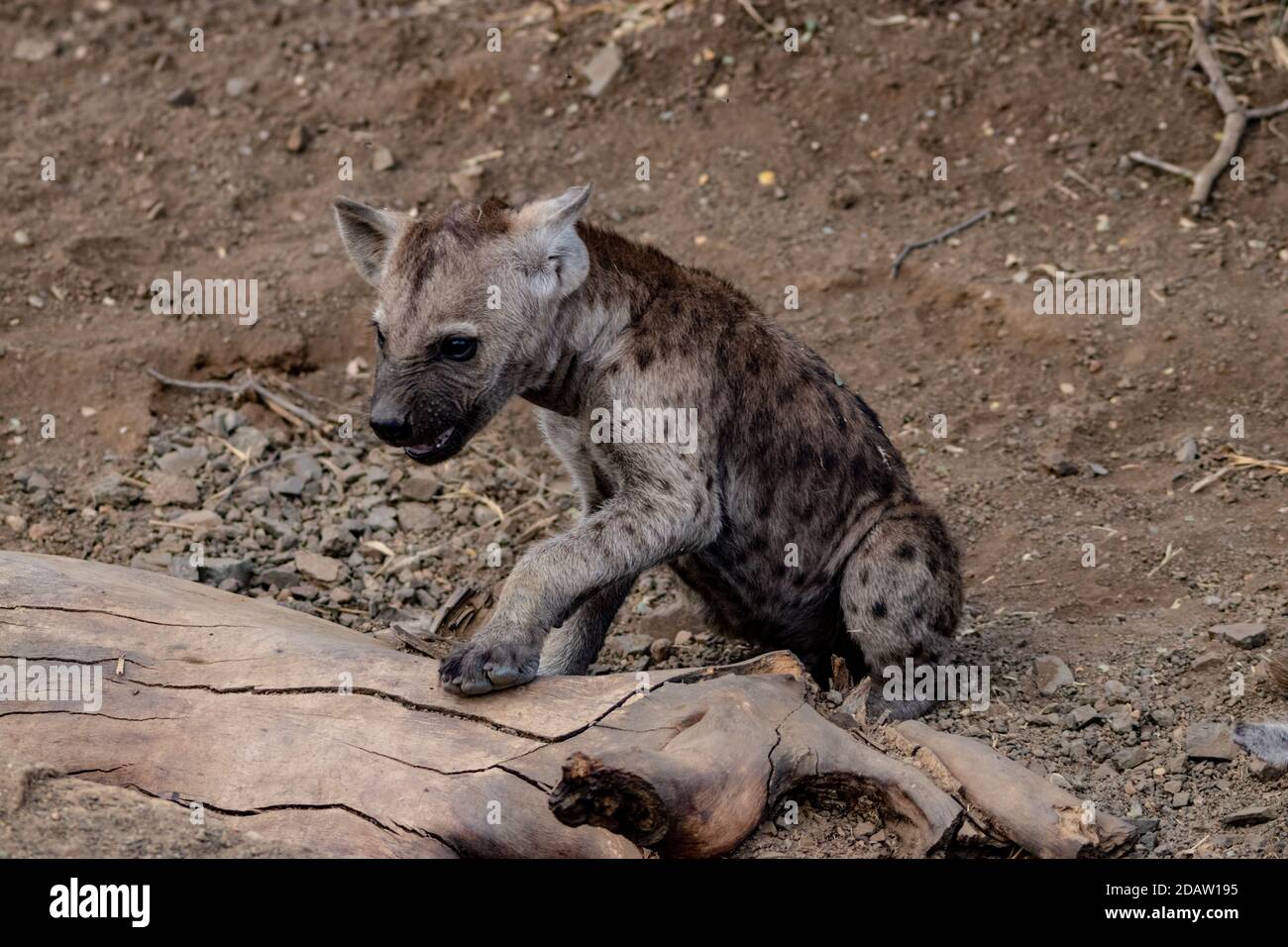 Hyena and her cubs Stock Photo - Alamy