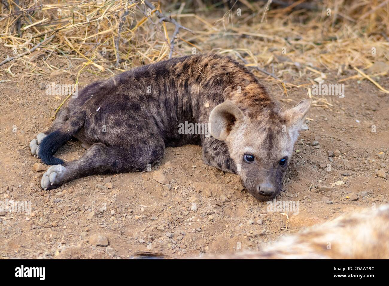 Hyena and her cubs Stock Photo - Alamy