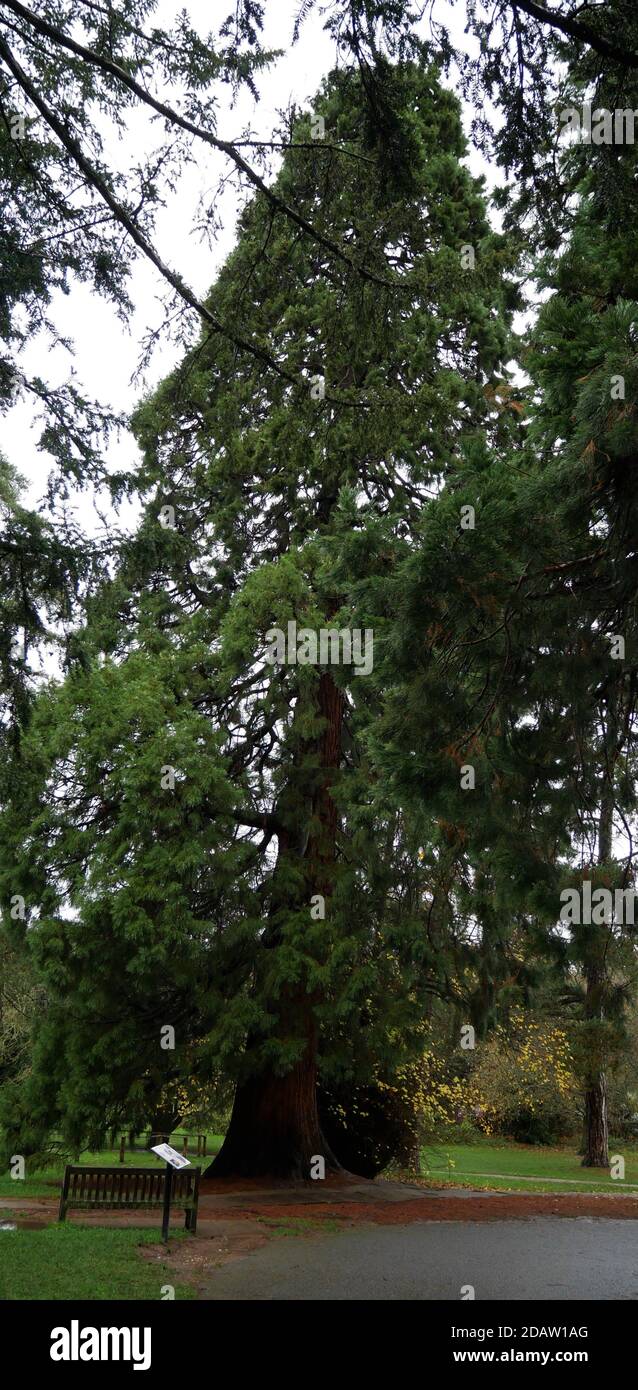 HIgh Elms, Bromley, Kent, England Stock Photo - Alamy