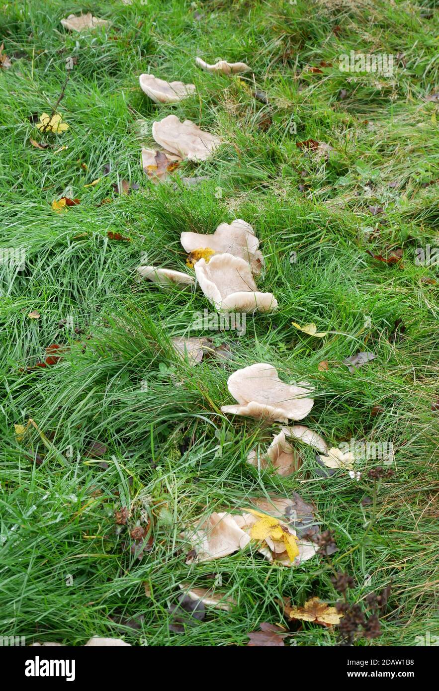 HIgh Elms, Bromley, Kent, England Stock Photo - Alamy