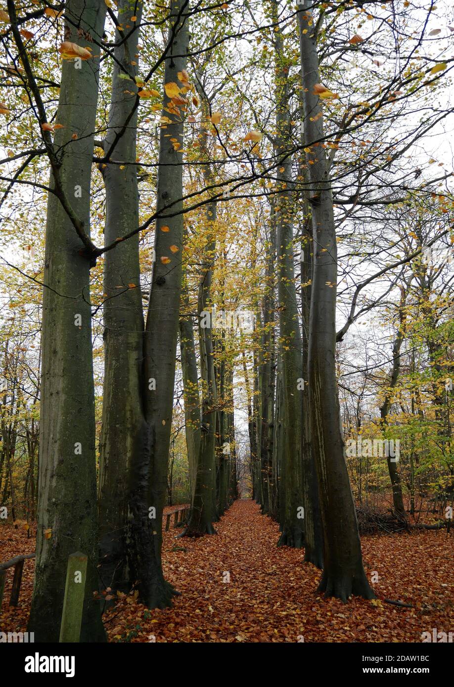 HIgh Elms, Bromley, Kent, England Stock Photo - Alamy