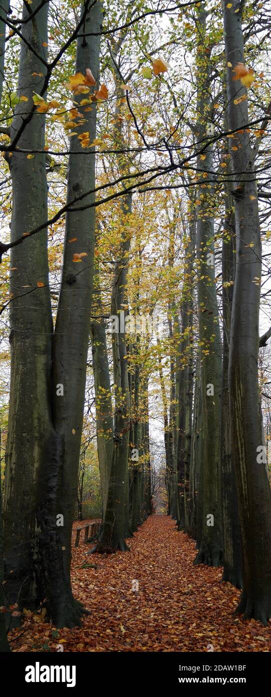 HIgh Elms, Bromley, Kent, England Stock Photo - Alamy