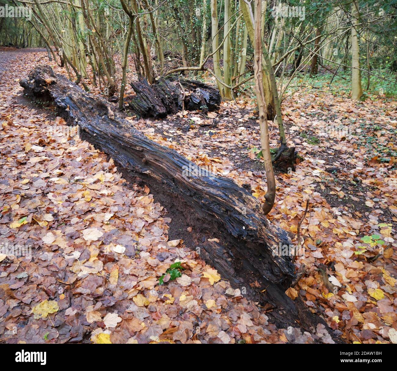 HIgh Elms, Bromley, Kent, England Stock Photo - Alamy