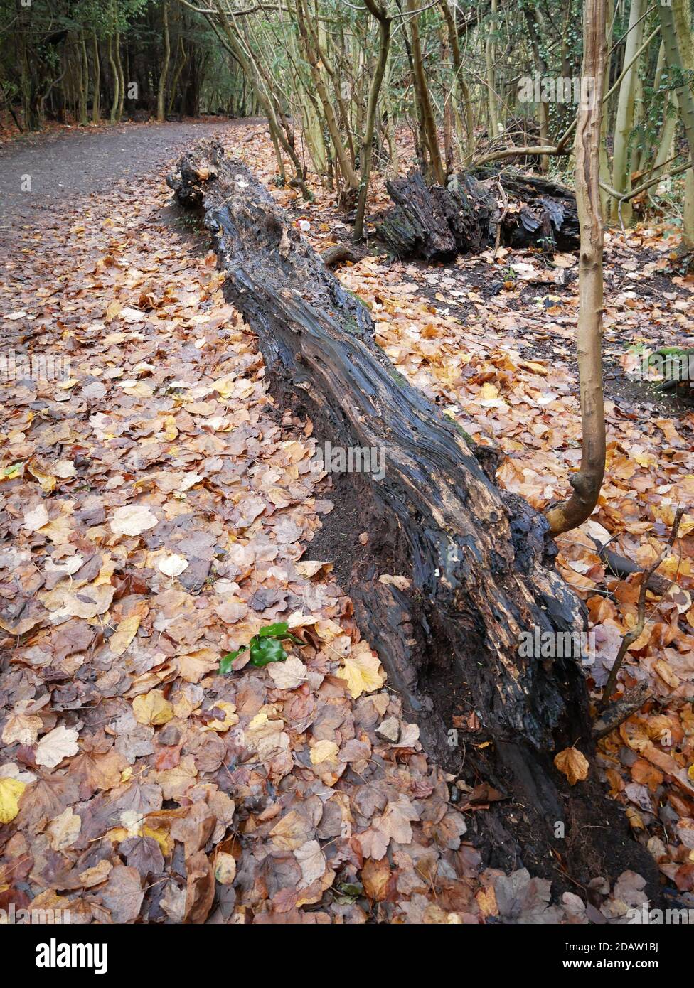 HIgh Elms, Bromley, Kent, England Stock Photo - Alamy