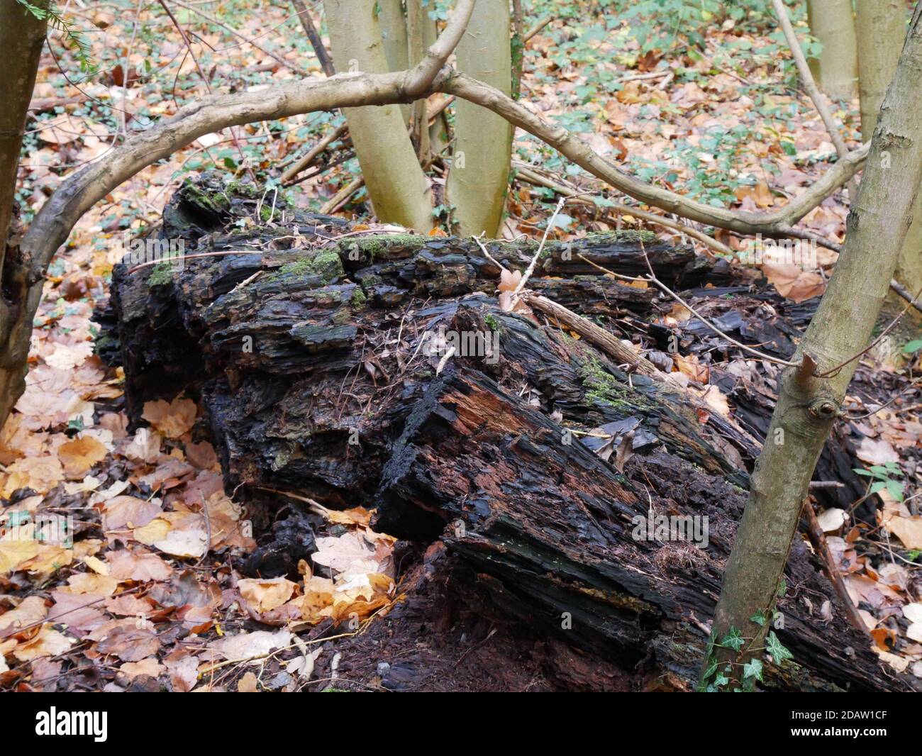 HIgh Elms, Bromley, Kent, England Stock Photo - Alamy