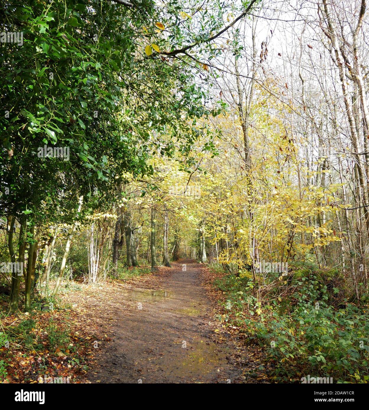 HIgh Elms, Bromley, Kent, England Stock Photo - Alamy