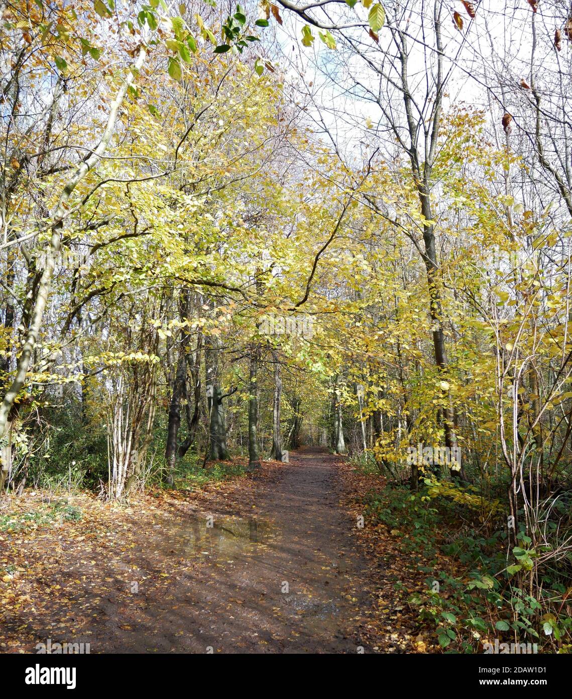 High elms country hi-res stock photography and images - Alamy