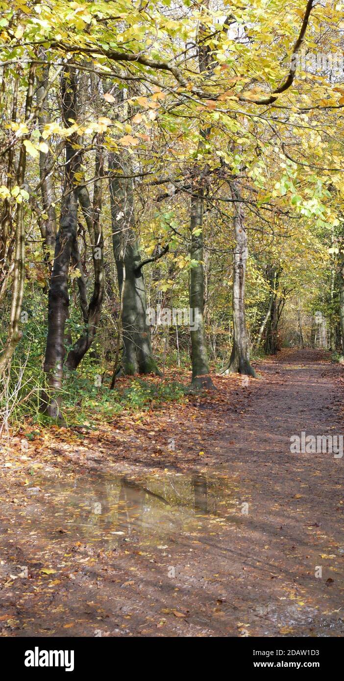 HIgh Elms, Bromley, Kent, England Stock Photo - Alamy