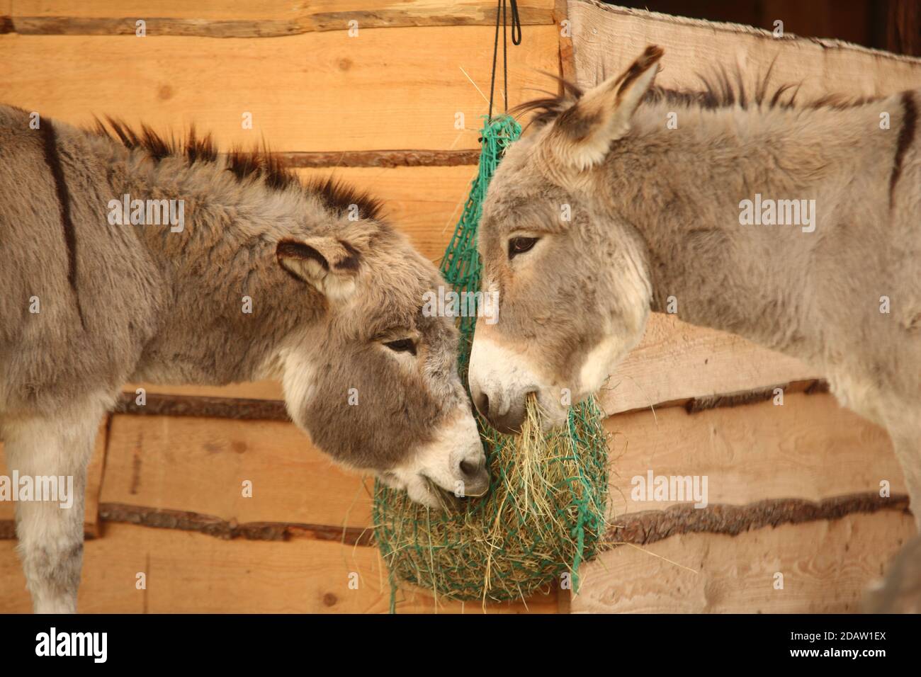 Donkey like animals hi-res stock photography and images - Alamy