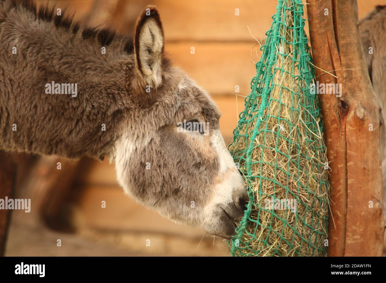 Donkey work hi-res stock photography and images - Alamy