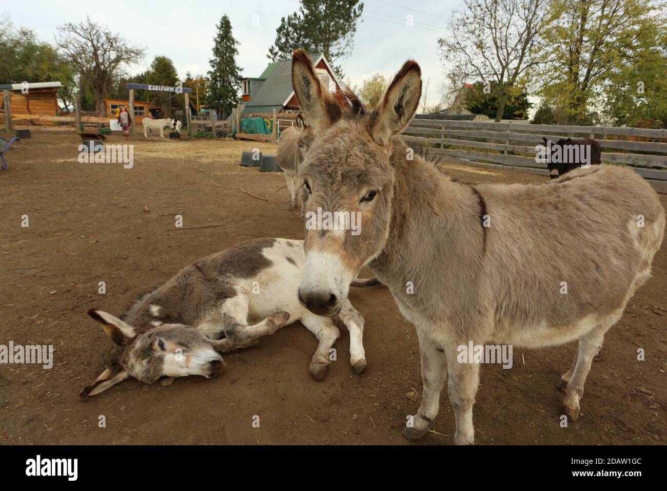 Donkey like animals hi-res stock photography and images - Alamy