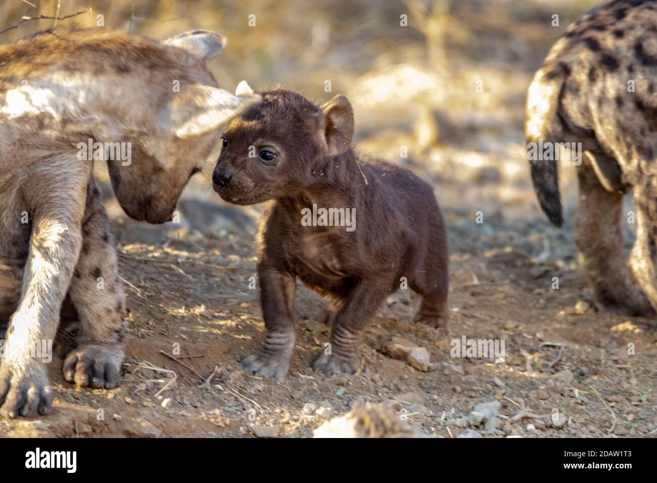 Hyena and her cubs Stock Photo - Alamy