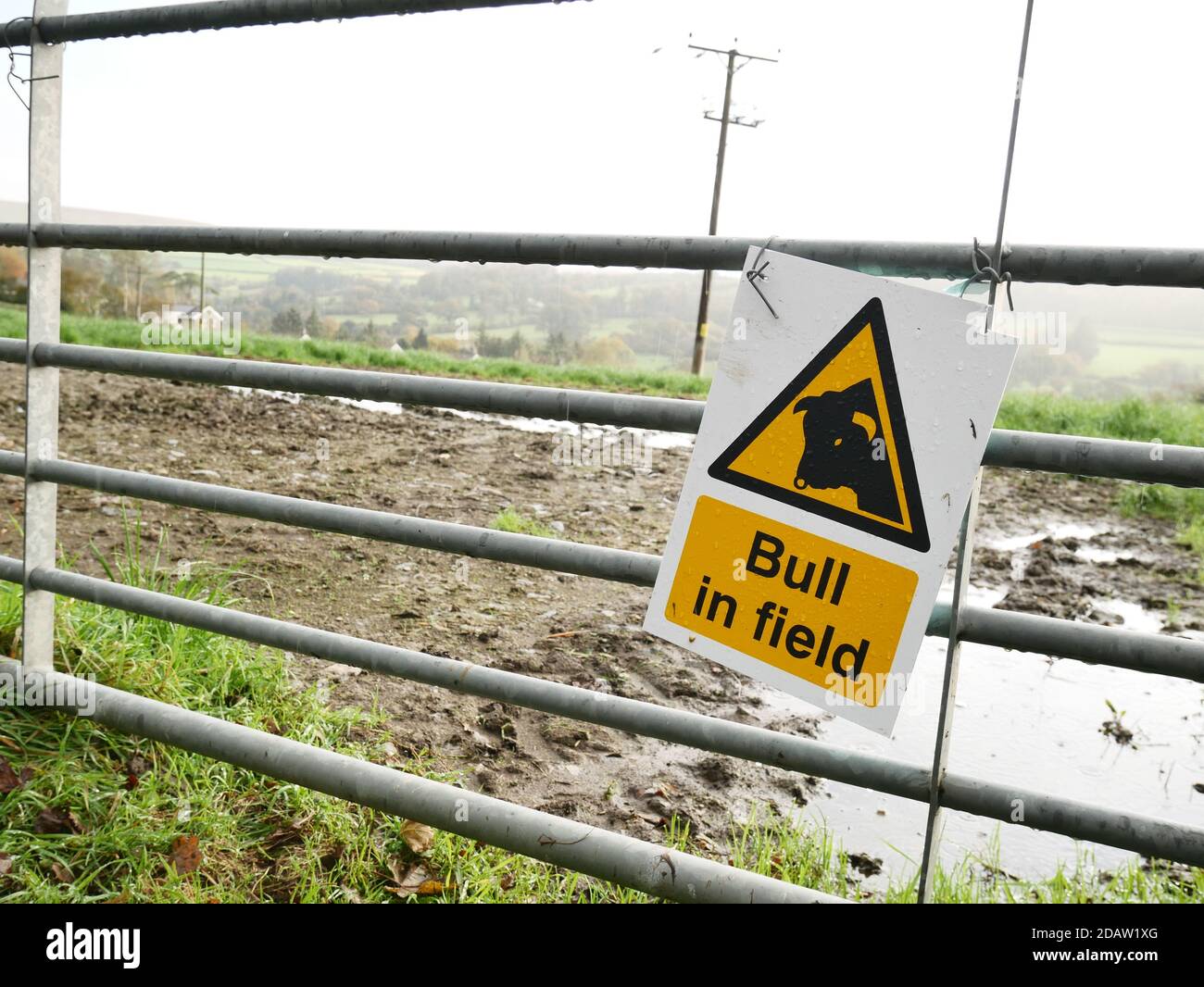 Bull in field warning sign on farm gate Stock Photo - Alamy