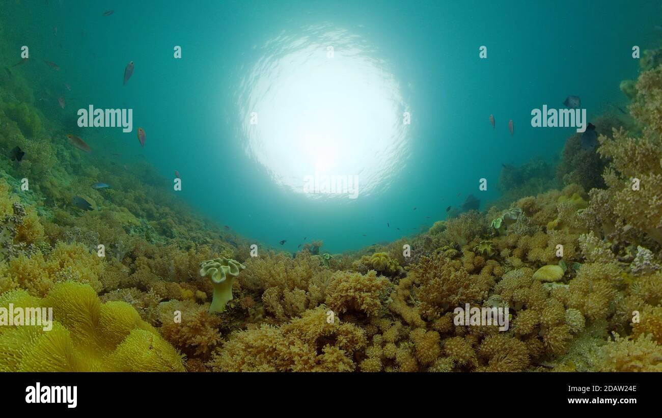 Tropical fishes and coral reef at diving. Beautiful underwater world ...