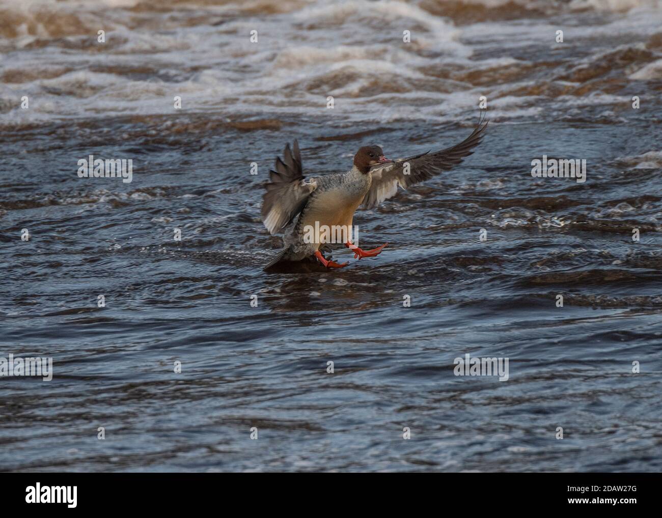 Goosander (Mergus merganser), female, in flight, River Nith Dumfries ...