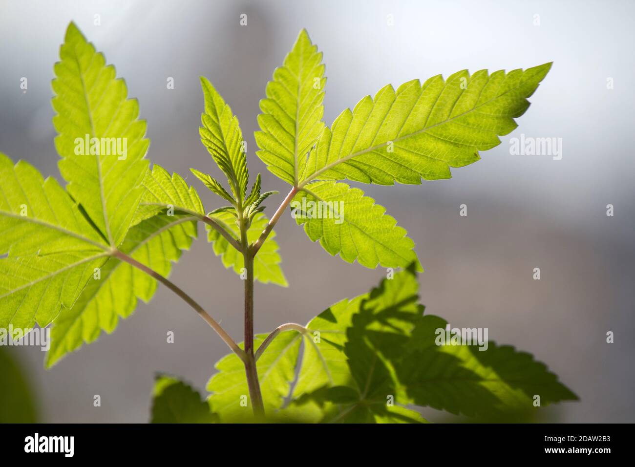 Cannabis plant close up photo. Green leaves texture. Blurry background ...