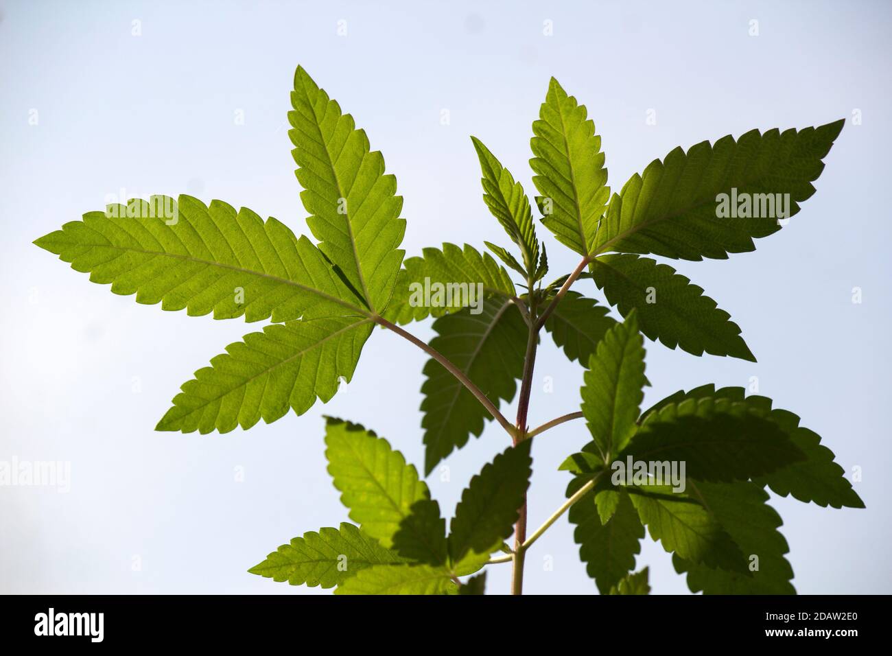 Cannabis plant close up photo. Green leaves texture. Blurry background ...