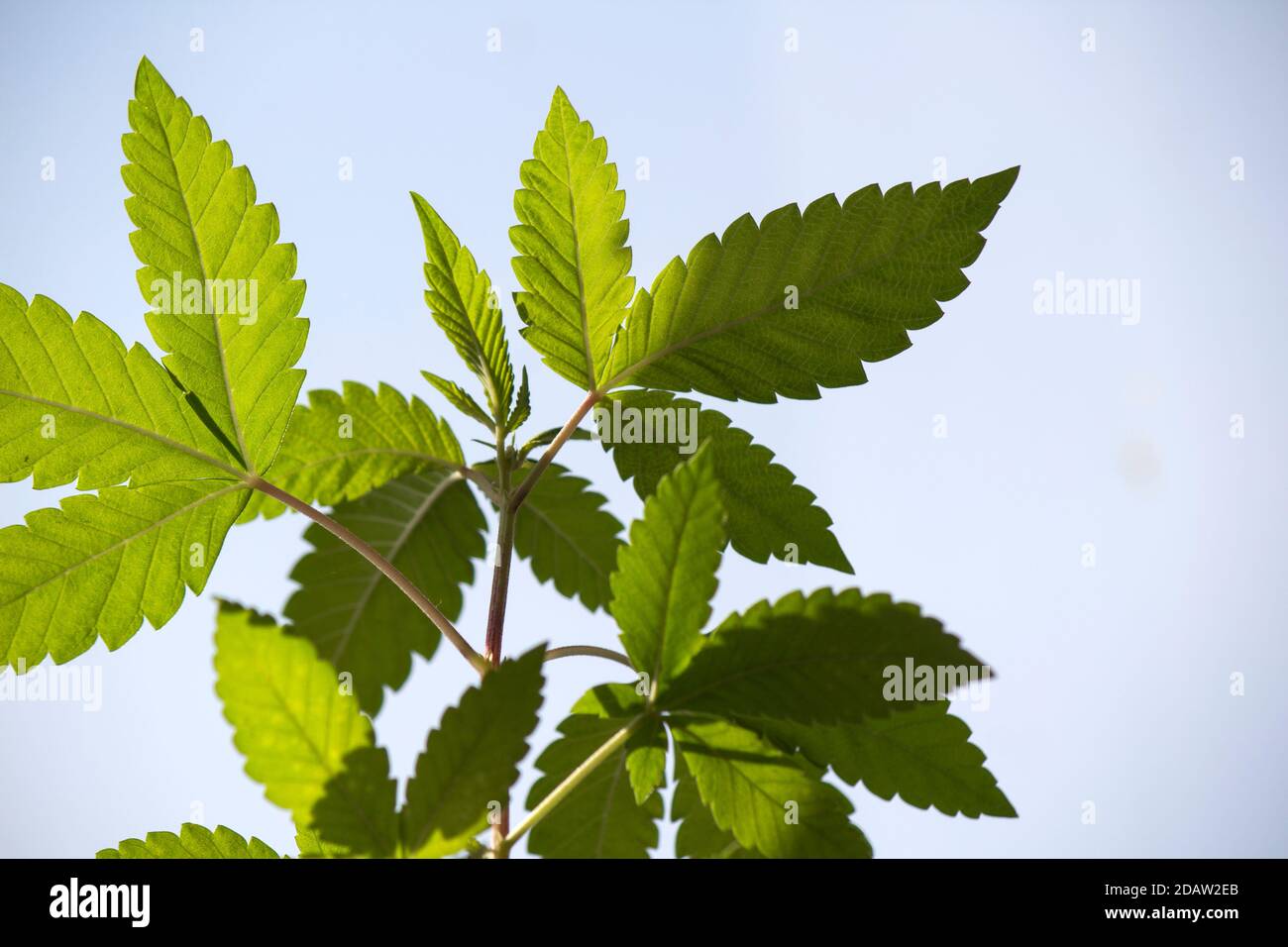 Cannabis plant close up photo. Green leaves texture. Blurry background ...